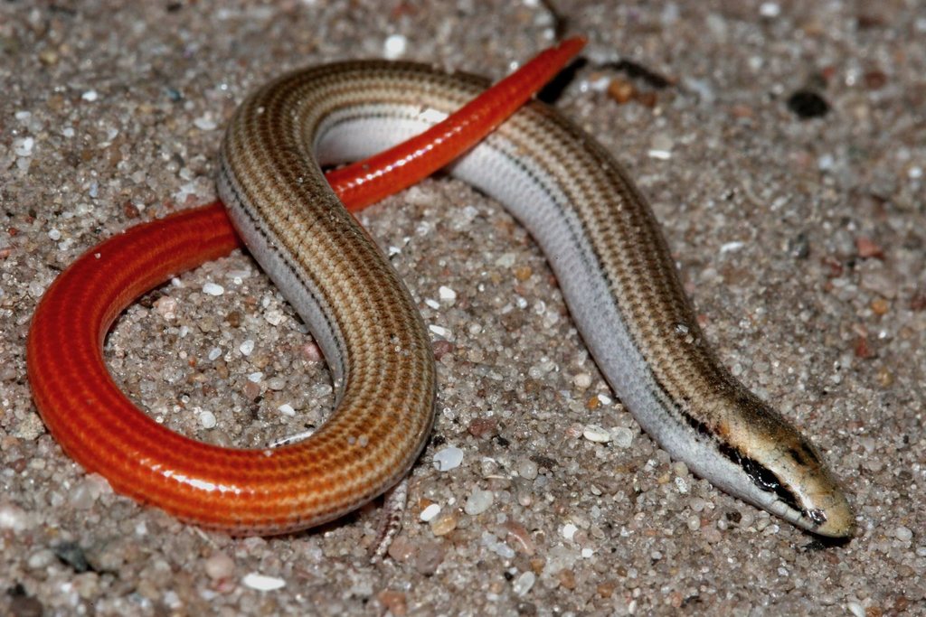 Bloubergstrand Dwarf Burrowing Skink from Koeberg Nature Reserve on ...