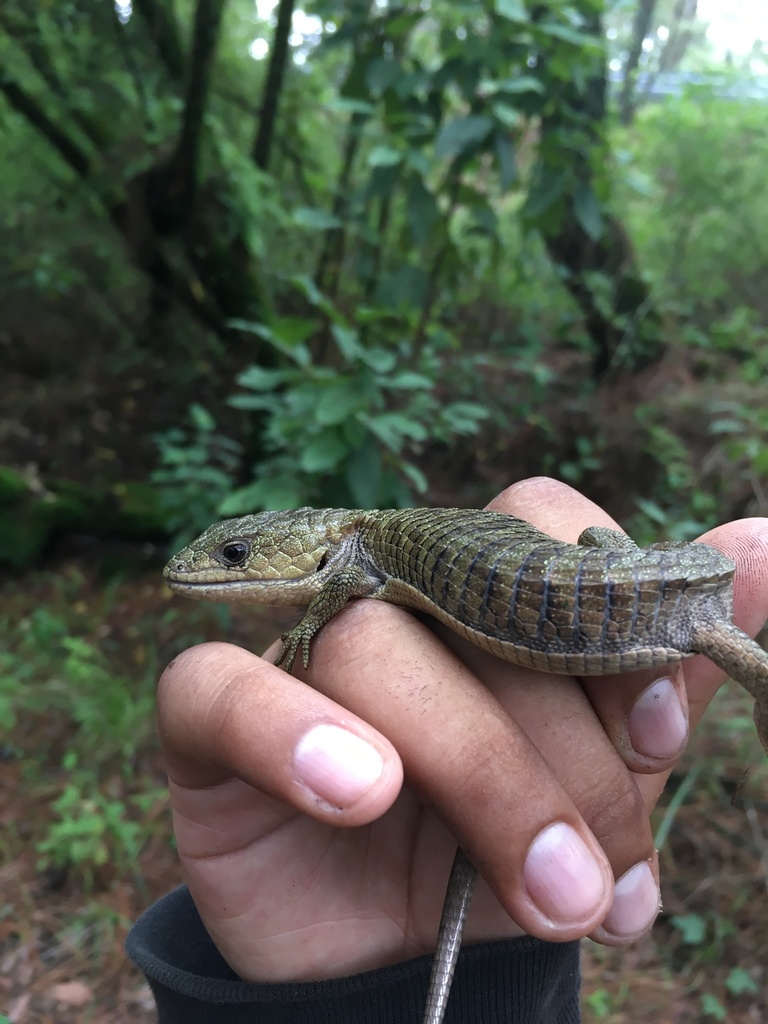 Herrera's Alligator Lizard in August 2020 by Hugo Basurto · iNaturalist
