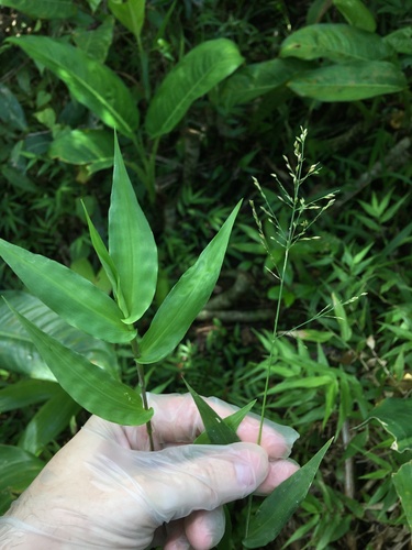 Variety Ichnanthus pallens pallens · iNaturalist