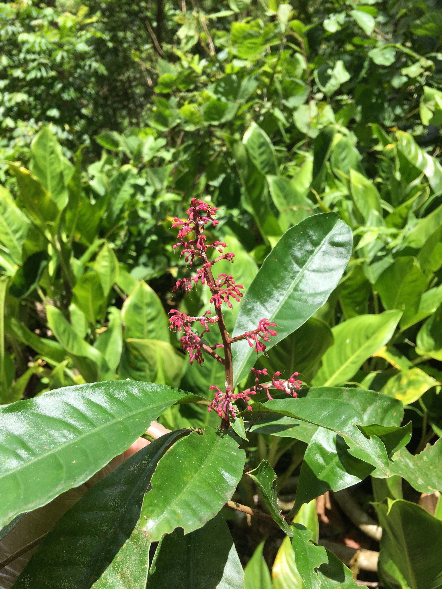 Parathesis (A.DC.) Hook.fil.