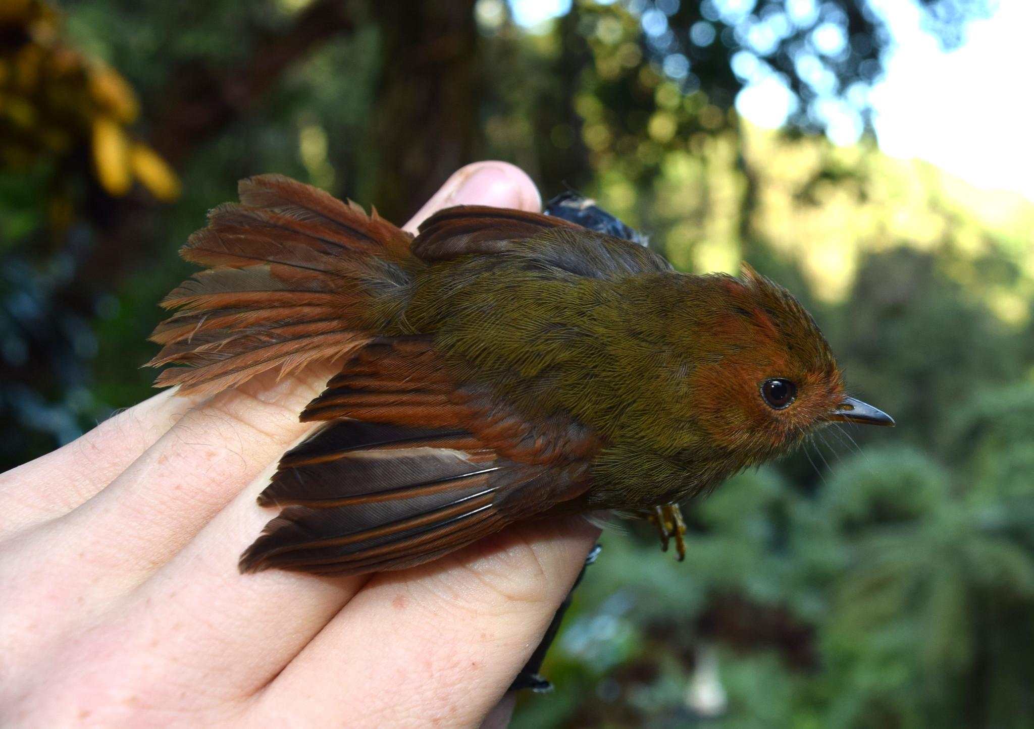 Pseudotriccus ruficeps (Lafresnaye, 1843)