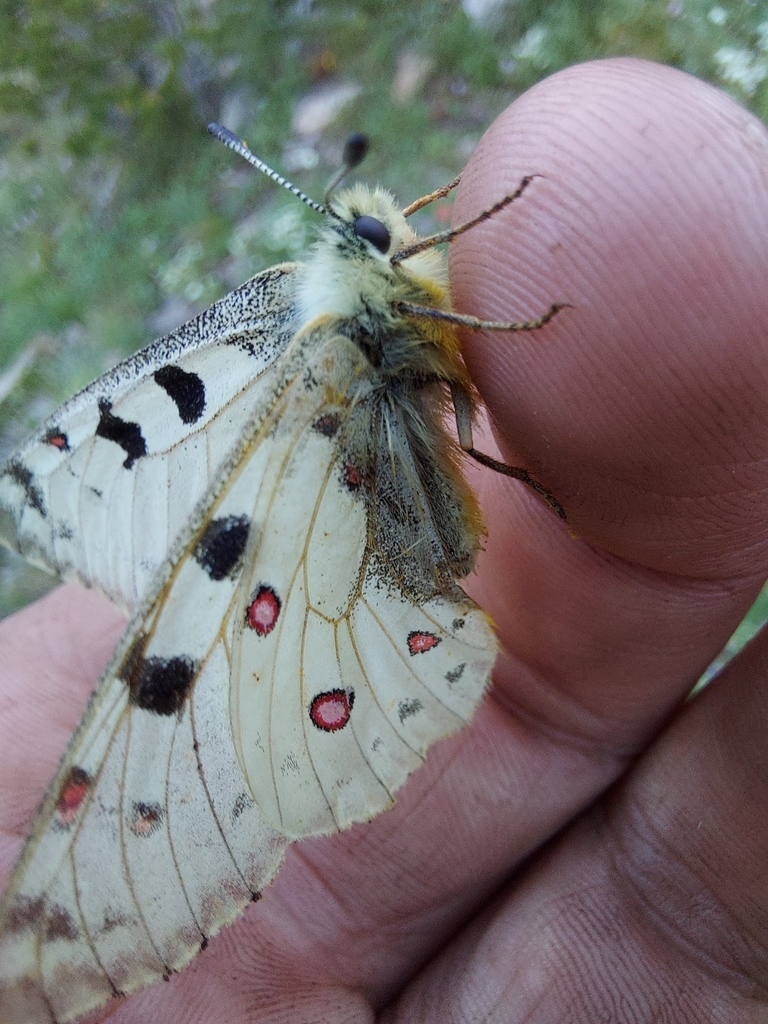 Rocky Mountain Parnassian from Joseph, OR 97846, USA on August 1, 2020 ...