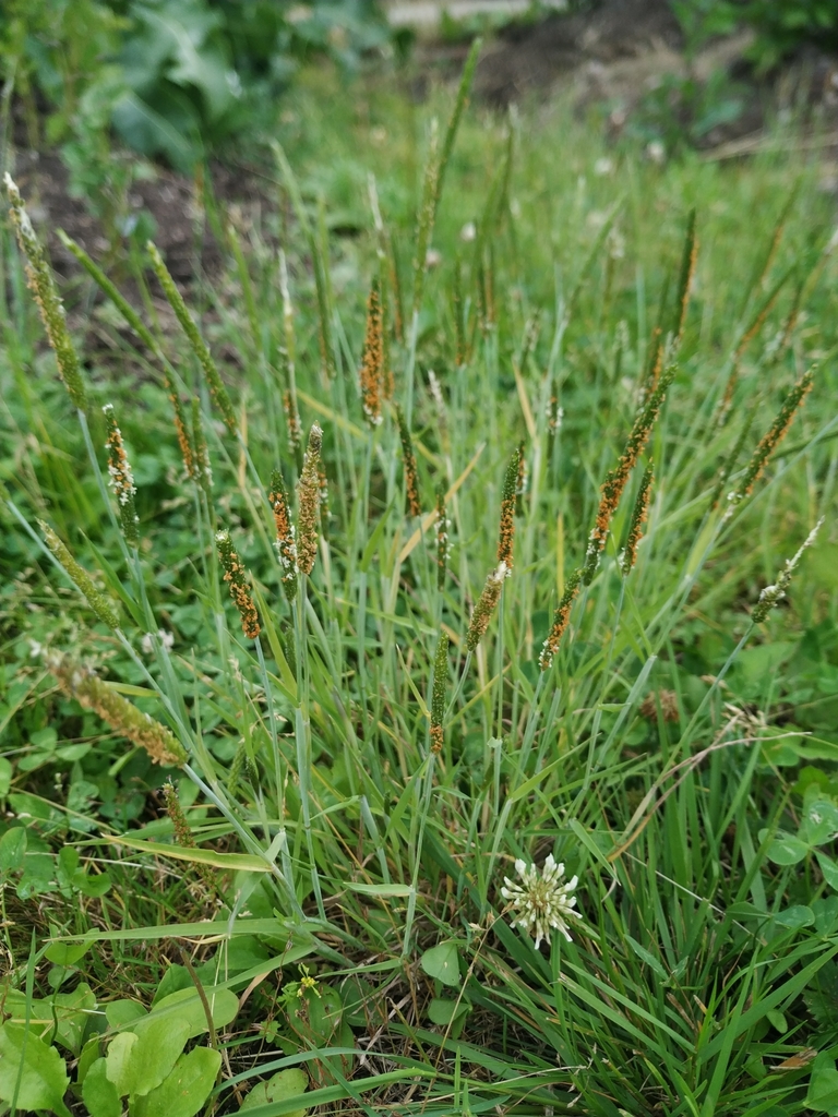short-awn foxtail from Свердловская обл., Россия, 624443 on July 30 ...
