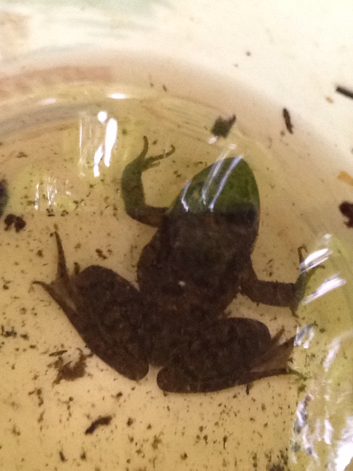 Green Frog (Vernal Pools at the Watershed Center) · iNaturalist Mexico