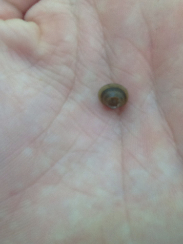 Pea Clam (Euglesa ultramontana) · iNaturalist