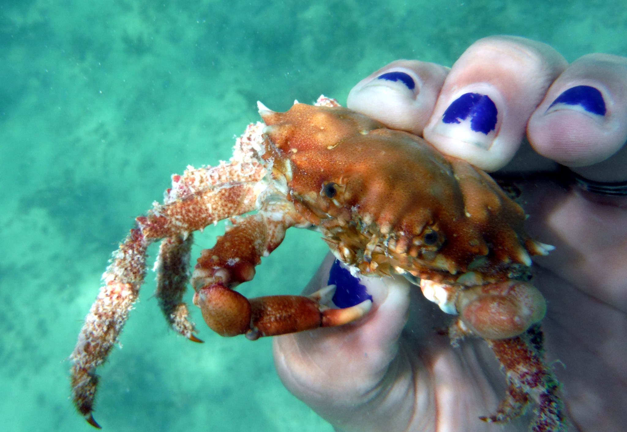 Mithrax Latreille, 1816