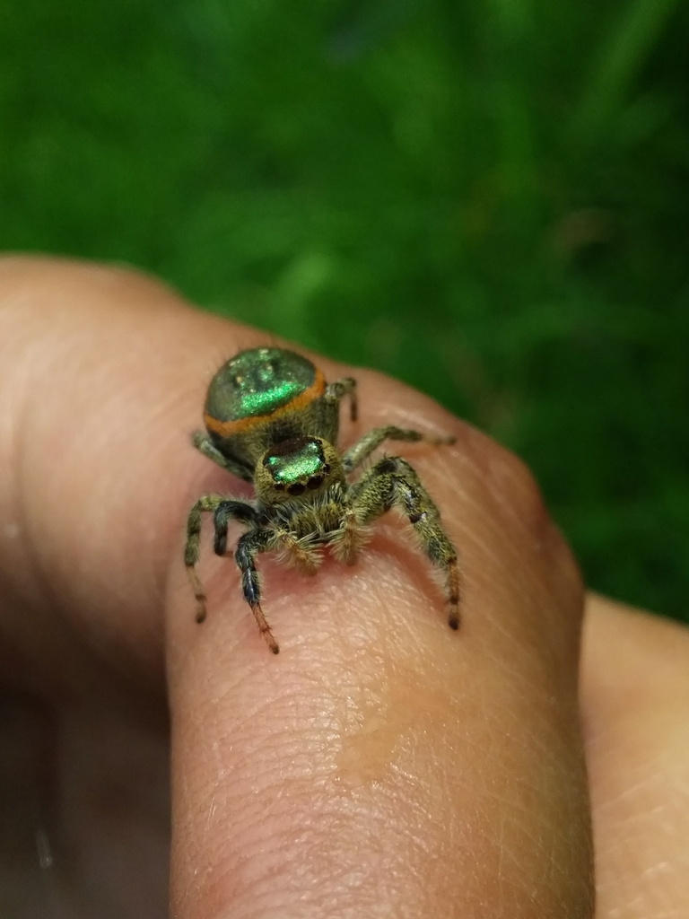 Golden Jumping Spider from San Bartolo Oxtotitlán, Méx., México on ...