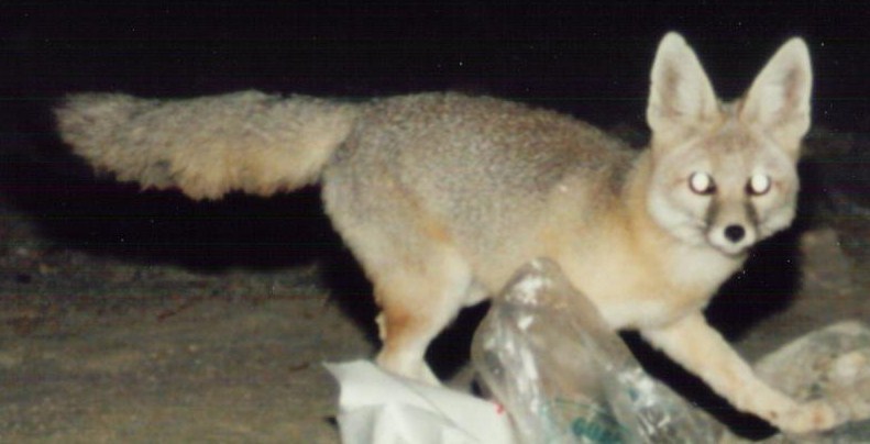 Kit Fox from Riverside County, CA, USA on November 15, 1996 by ...