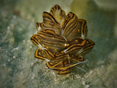 Cyerce nigra · iNaturalist Mexico