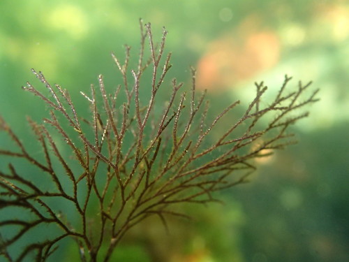 Bugula minima · iNaturalist