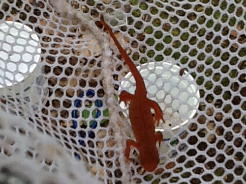 Red Eft (Juvenile Eastern Newt) (Vernal Pools at the Watershed Center ...