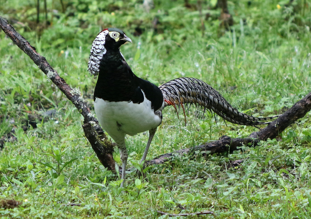Lady Amherst's Pheasant (A guide to the many birds and mammals of ...