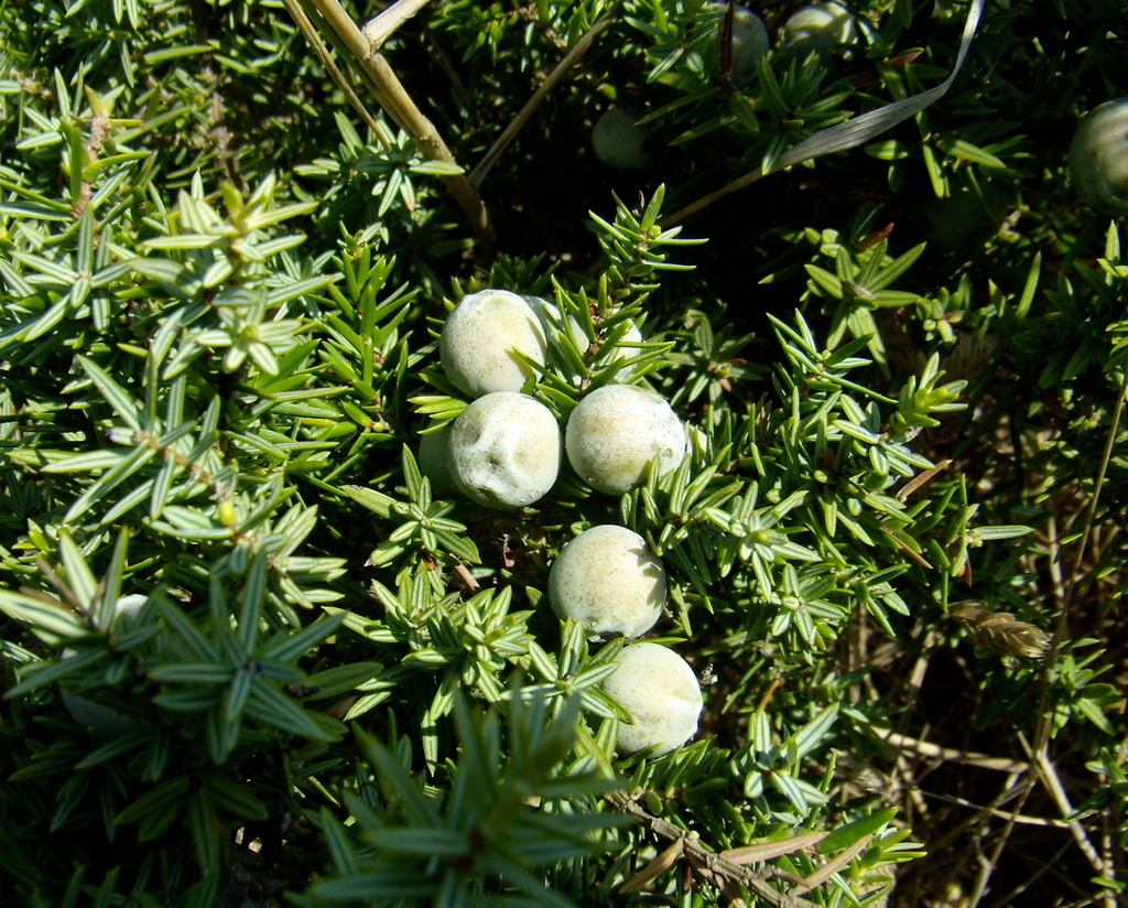 large-fruited juniper (Juniperus macrocarpa) - Botanical Realm