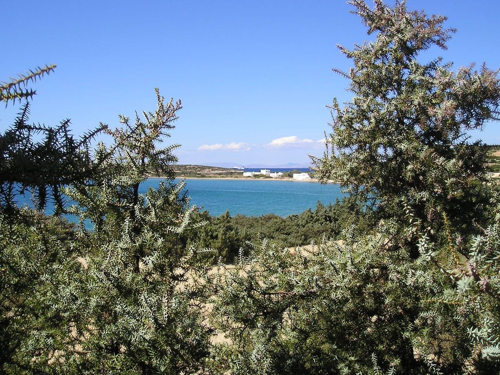 large-fruited juniper (Juniperus macrocarpa) - Botanical Realm