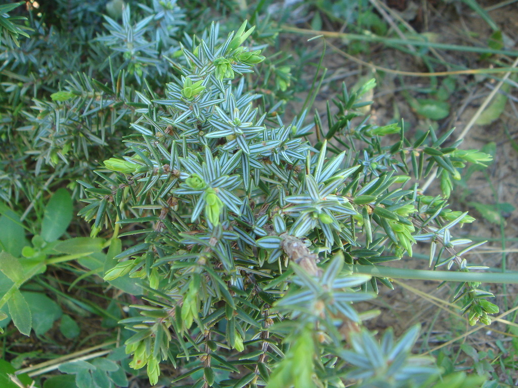 large-fruited juniper (Juniperus macrocarpa) - Botanical Realm