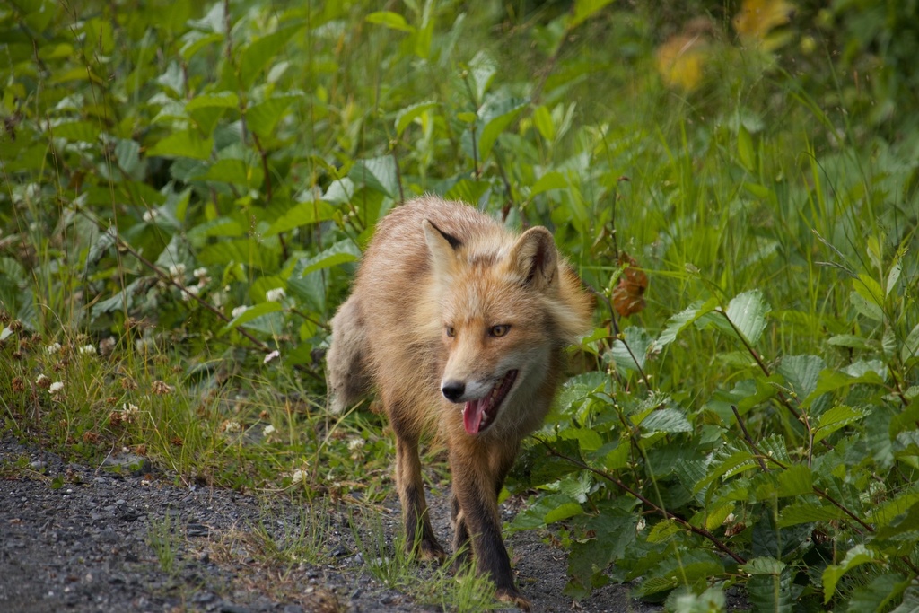 Kodiak Red Fox (Vulpes vulpes harrimani) - Know Your Mammals