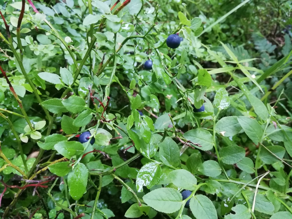 common bilberry from Tapiola on August 02, 2020 at 08:47 PM by laia_ac ...