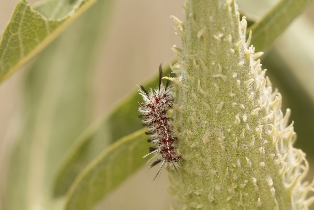 Euchaetes in August 2020 by calebcam · iNaturalist