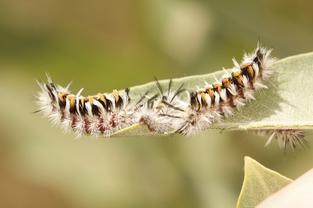 Euchaetes in August 2020 by calebcam · iNaturalist