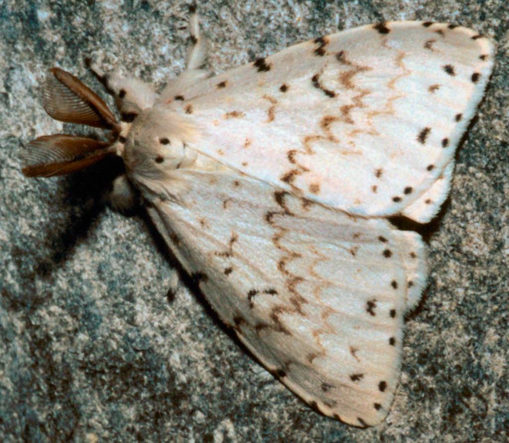 Lymantria from Khlong Sok, Phanom District, Surat Thani 84250, Thailand ...