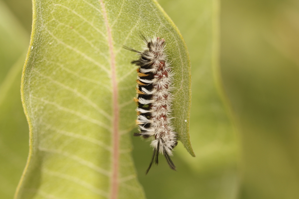 Euchaetes in August 2020 by calebcam · iNaturalist