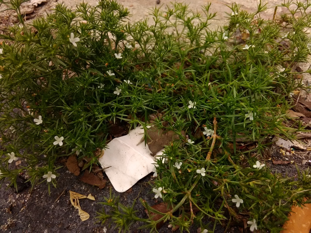 Rust Weed from Lakewood Park, Durham, NC 27707, USA on June 30, 2017 at ...