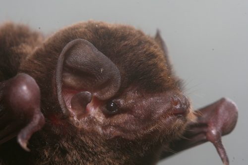 Western Bent-winged Bat (Miniopterus magnater) · iNaturalist