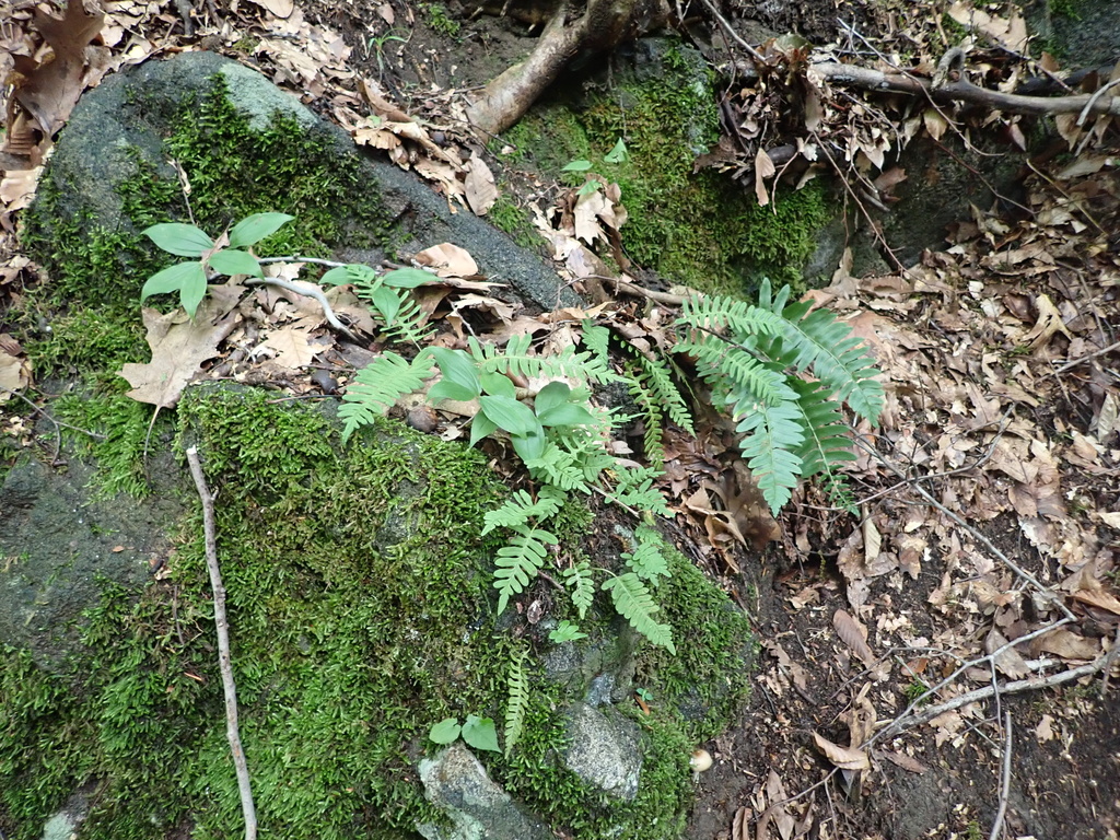 rock polypody from Montgomery Knolls, Silver Spring, MD 20901, USA on ...