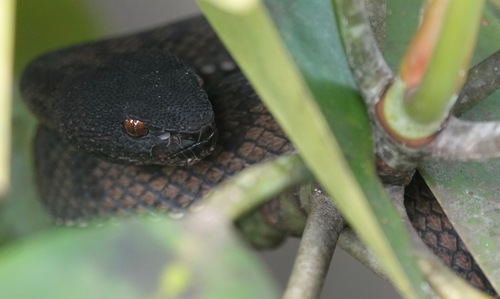 Mangrove Viper (Trimeresurus purpureomaculatus) - Snakes and Lizards