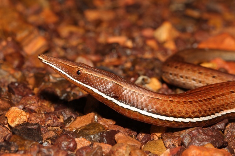 Burton's Snake-lizard from Middleton QLD 4735, Australia on November 05 ...