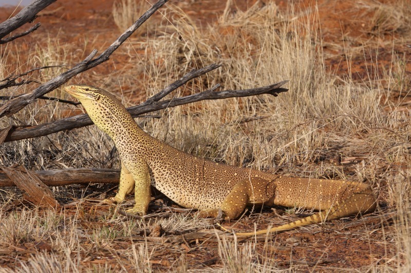Varanus panoptes panoptes from Middleton QLD 4735, Australia on ...