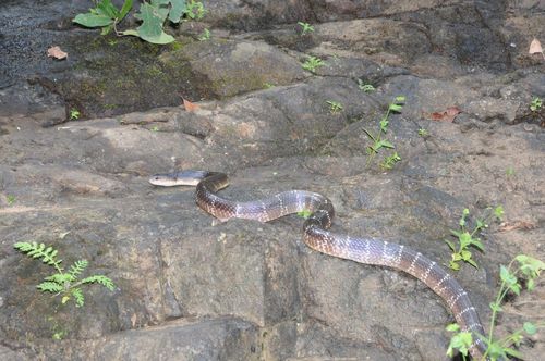 Common Krait (Bungarus caeruleus) - Snakes and Lizards