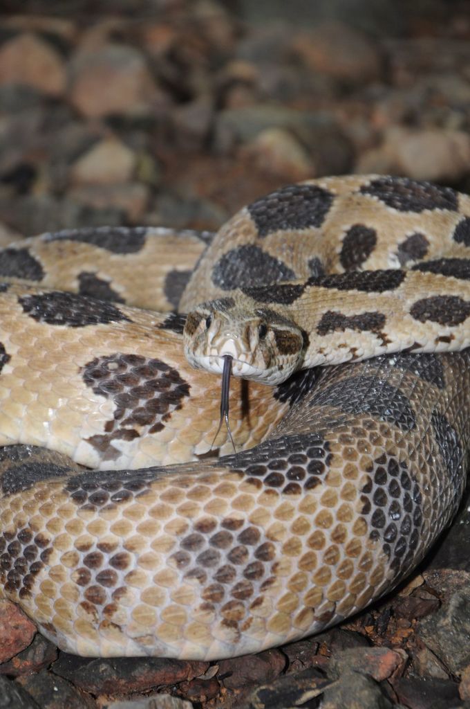 Russell's Viper (Daboia russelii) - Snakes and Lizards