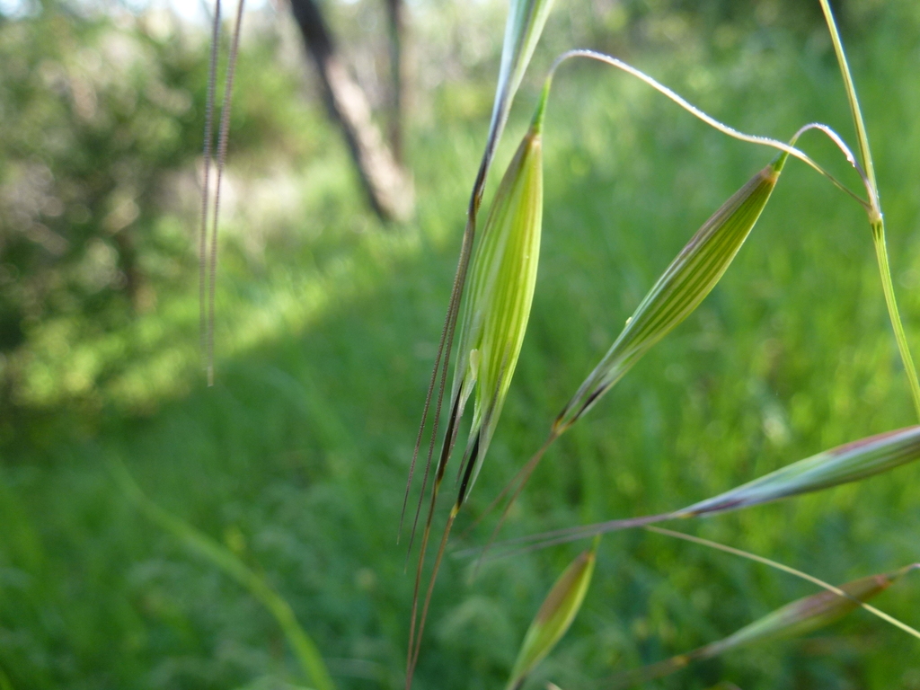 slender wild oat from Randell Reserve SA, Australia on September 27 ...