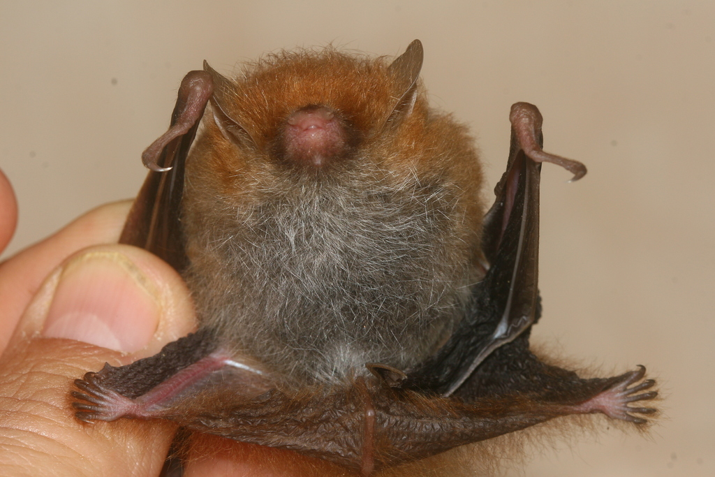 Rainforest Tube-nosed Bat (Murina pluvialis) - Know Your Mammals