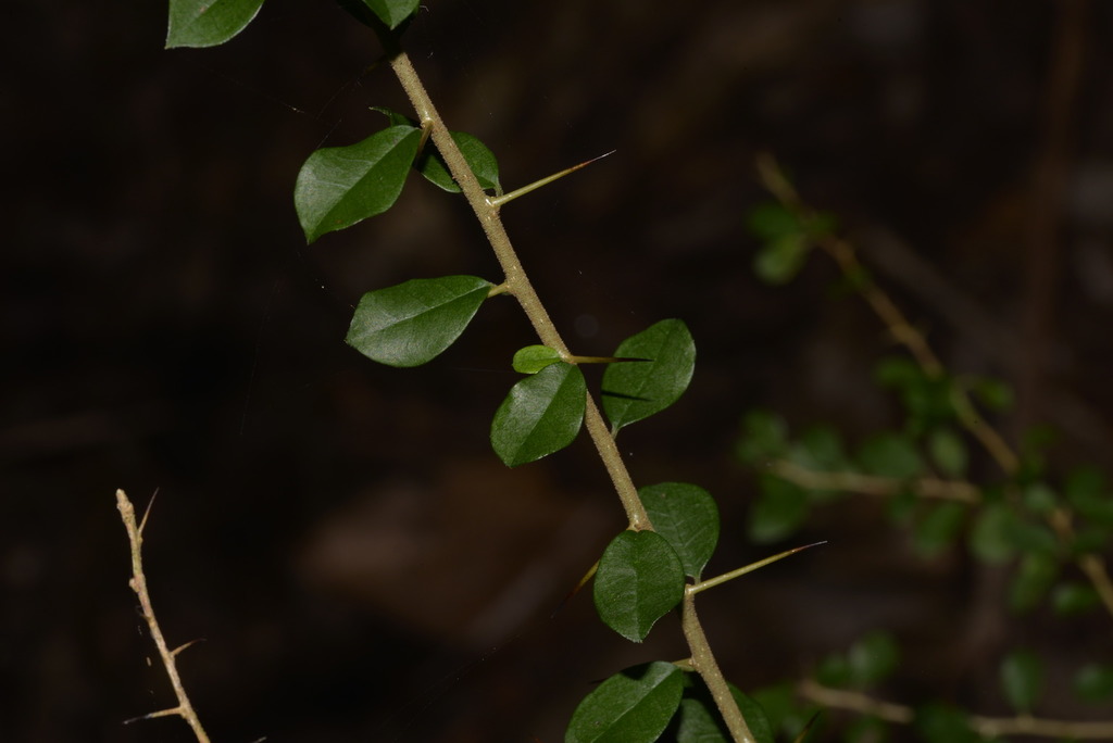 Cockspur Thorn from Coffs Harbour - Pt B, AU-NS, AU on August 03, 2020 ...