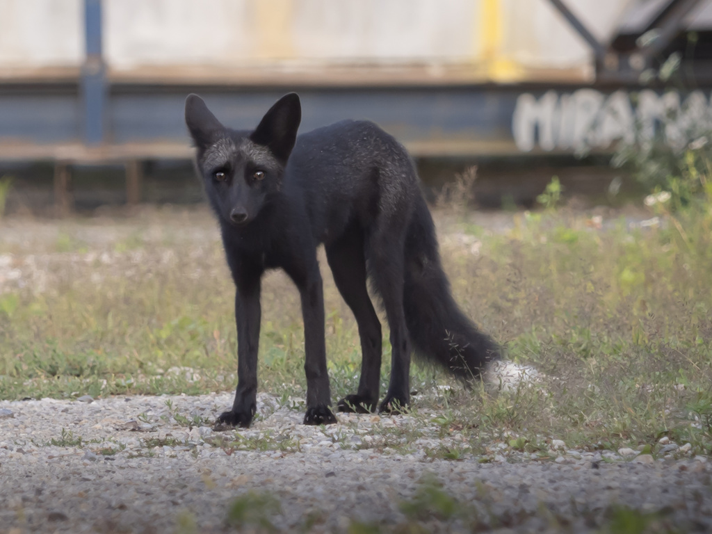 Red Fox from Humber Bay Park West, Toronto, ON, CA on August 3, 2020 at ...