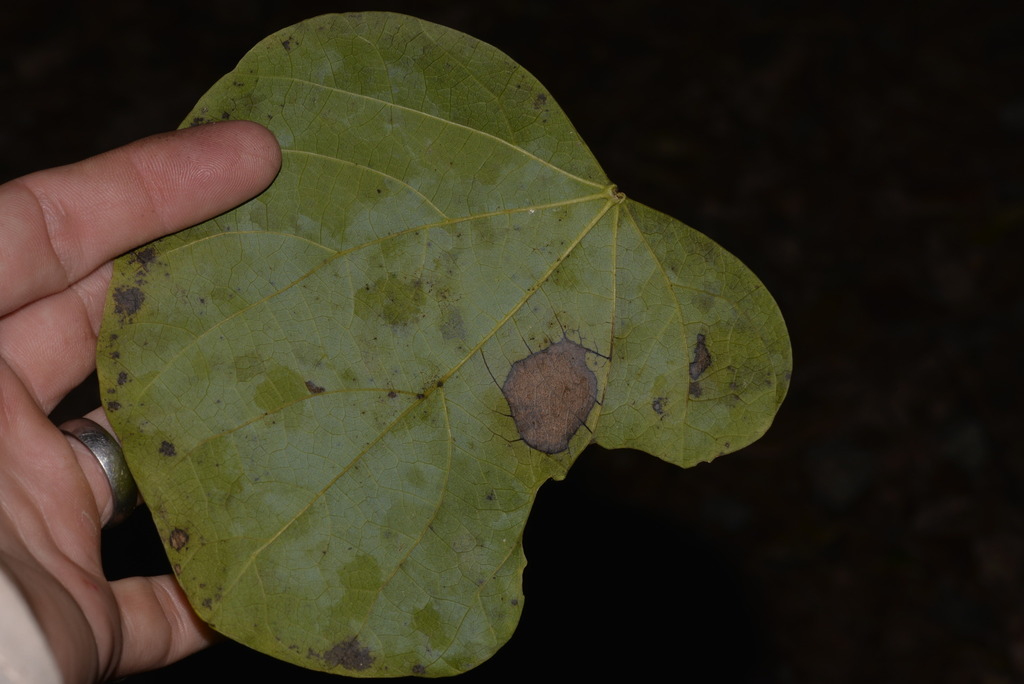 Big-Leaf Vine from Woolgoolga NSW 2456, Australia on August 03, 2020 at ...