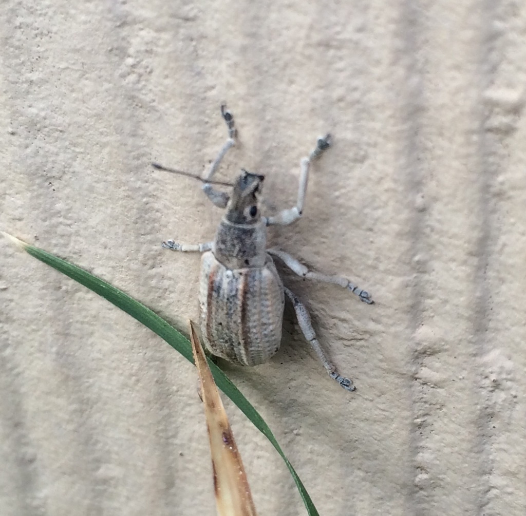 Golden-headed Weevil in May 2017 by Kai Joaquin · iNaturalist