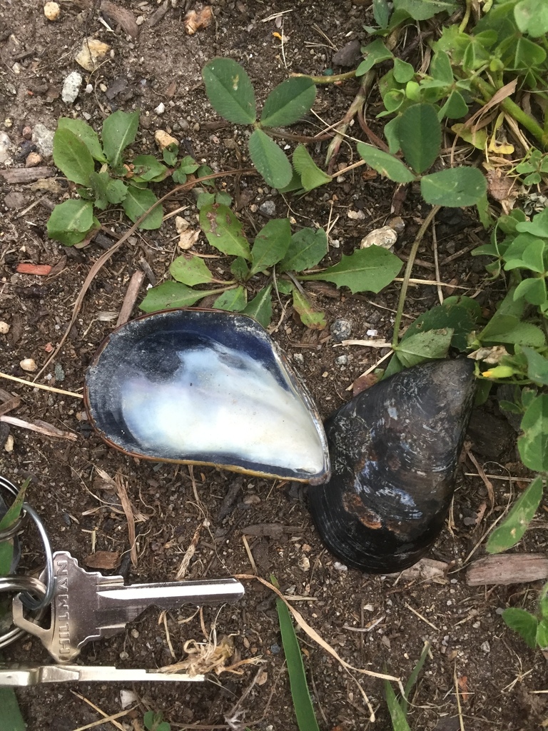 Blue Mussel from Suffolk, Massachusetts, United States on June 30, 2017 ...