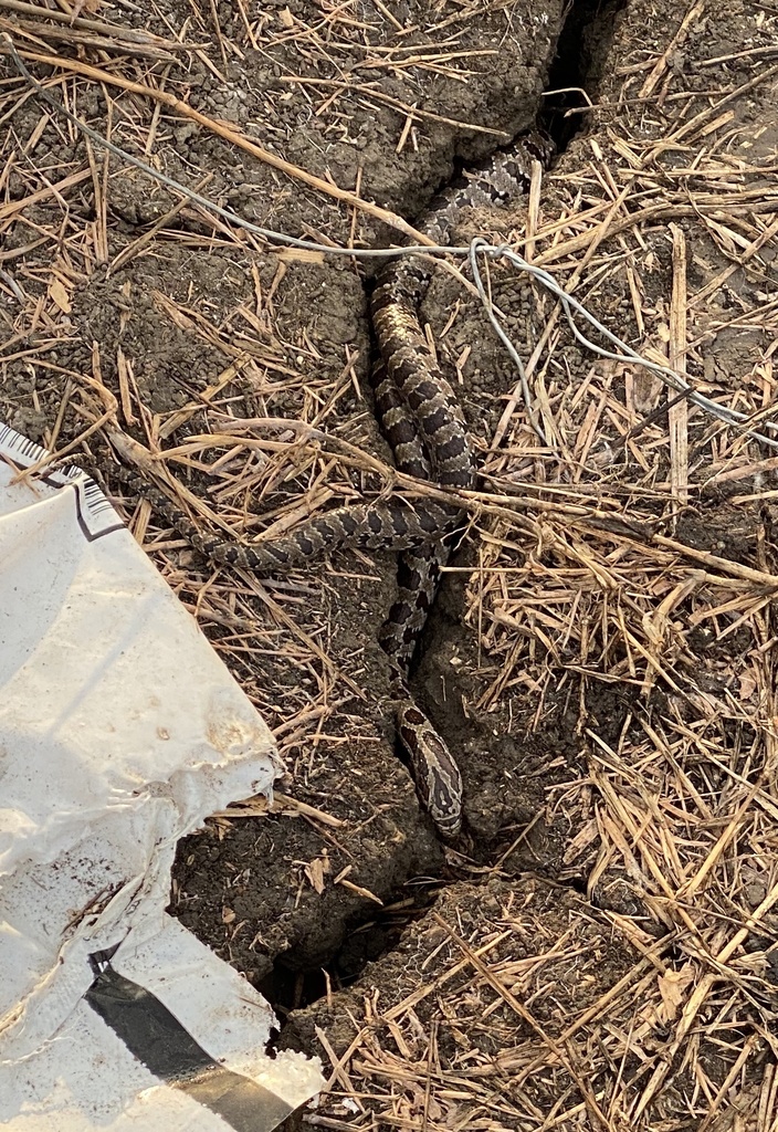 Prairie Kingsnake from Bear Run Dr, Sanger, TX, US on August 3, 2020 at ...