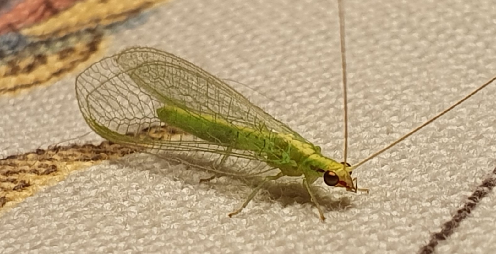 Chrysoperla externa (Hagen, 1861)