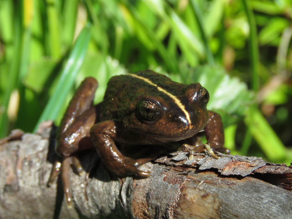 Tolhuaca spiny-chest frog in February 2020 by Matias Fritz · iNaturalist