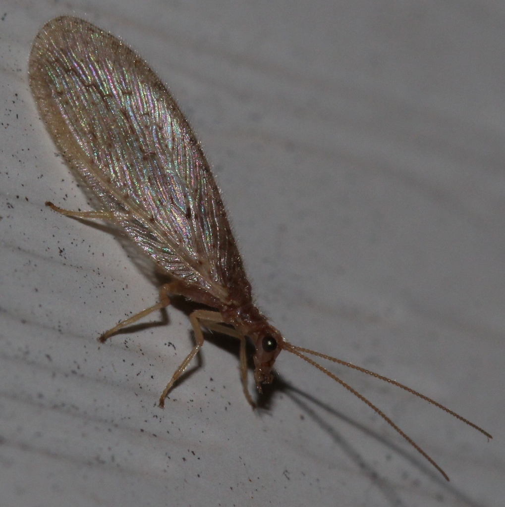 Micromus in June 2017 by Sequoia Janirella Wrens · iNaturalist