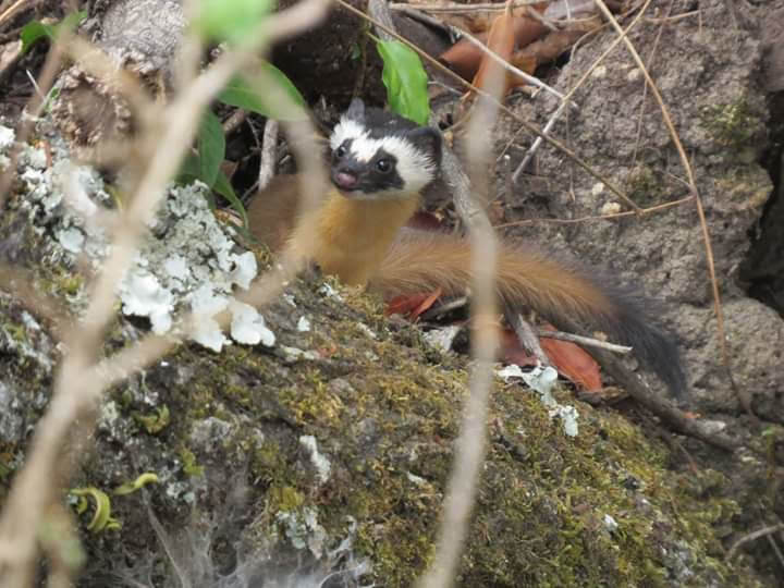 Long-tailed Weasel from Vergel de Bernalejo, San Luis de la Paz, Gto ...