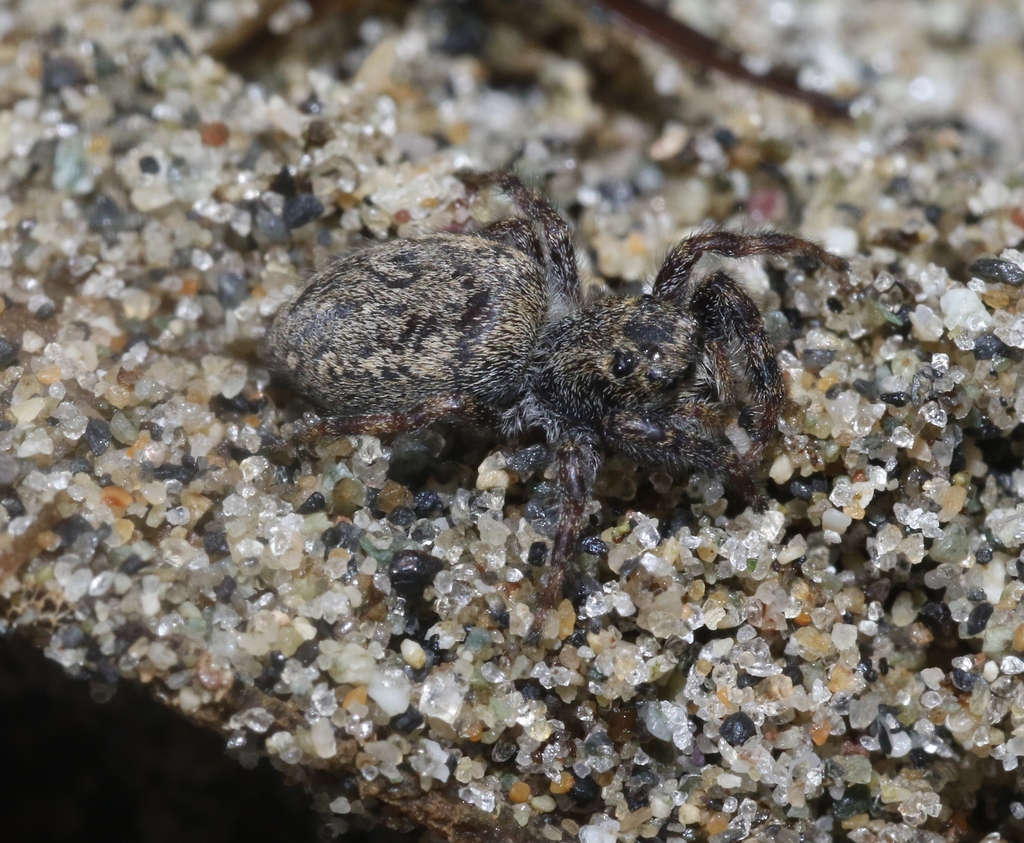 Intertidal Jumping Spider from Orange, California, United States on ...