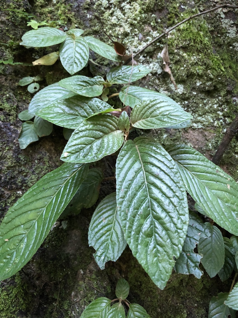 (Paraboea swinhoei) - Botanical Realm
