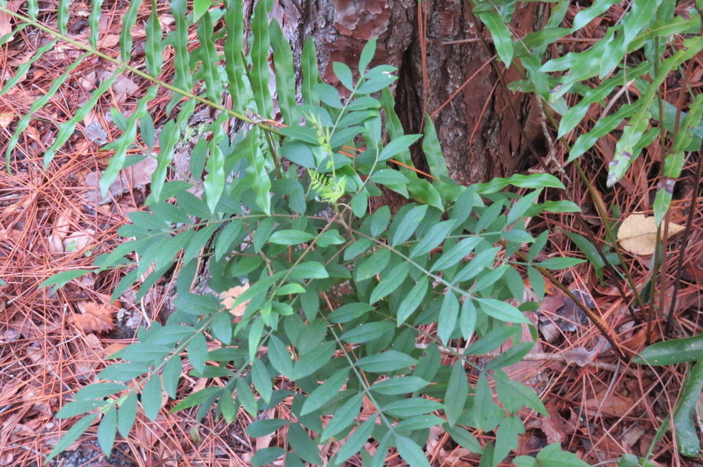shining sumac from Caloosahatchee Creeks Preserve (East), Bayshore Road ...