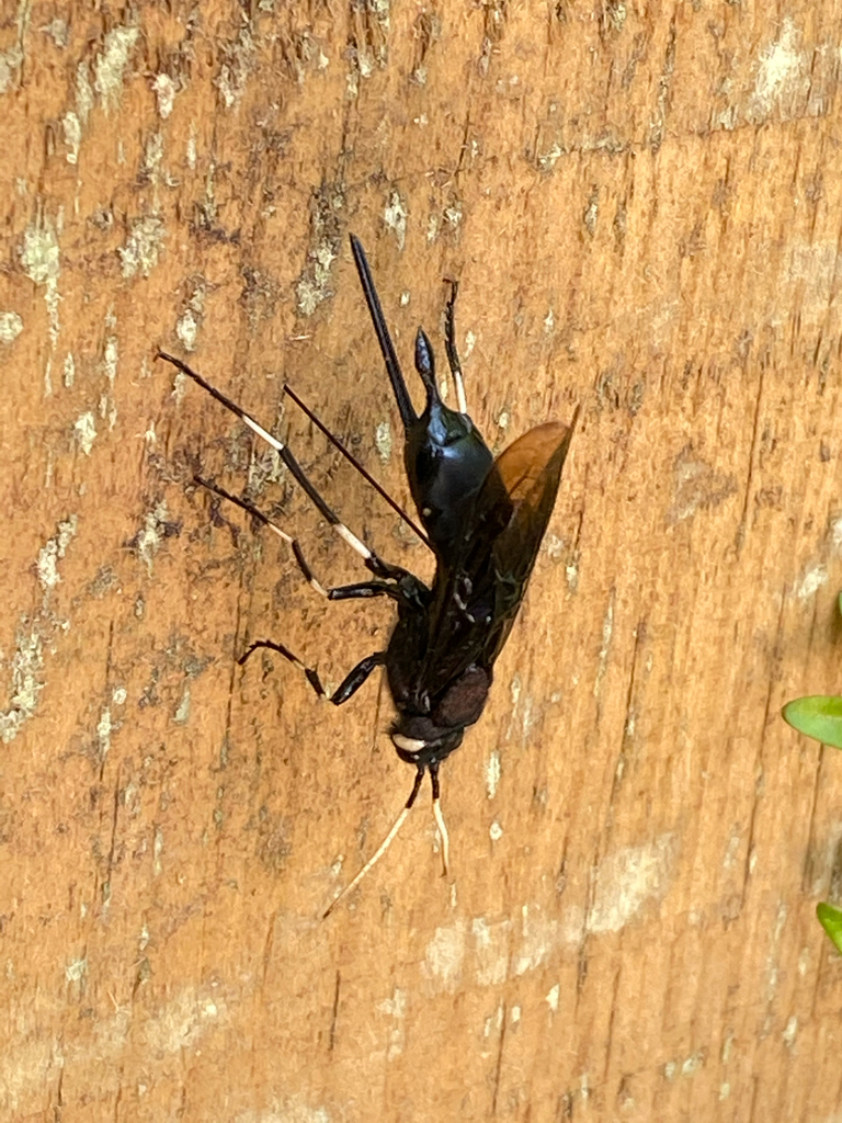 White-horned Horntail from Cabranes on August 03, 2020 at 04:13 PM by ...