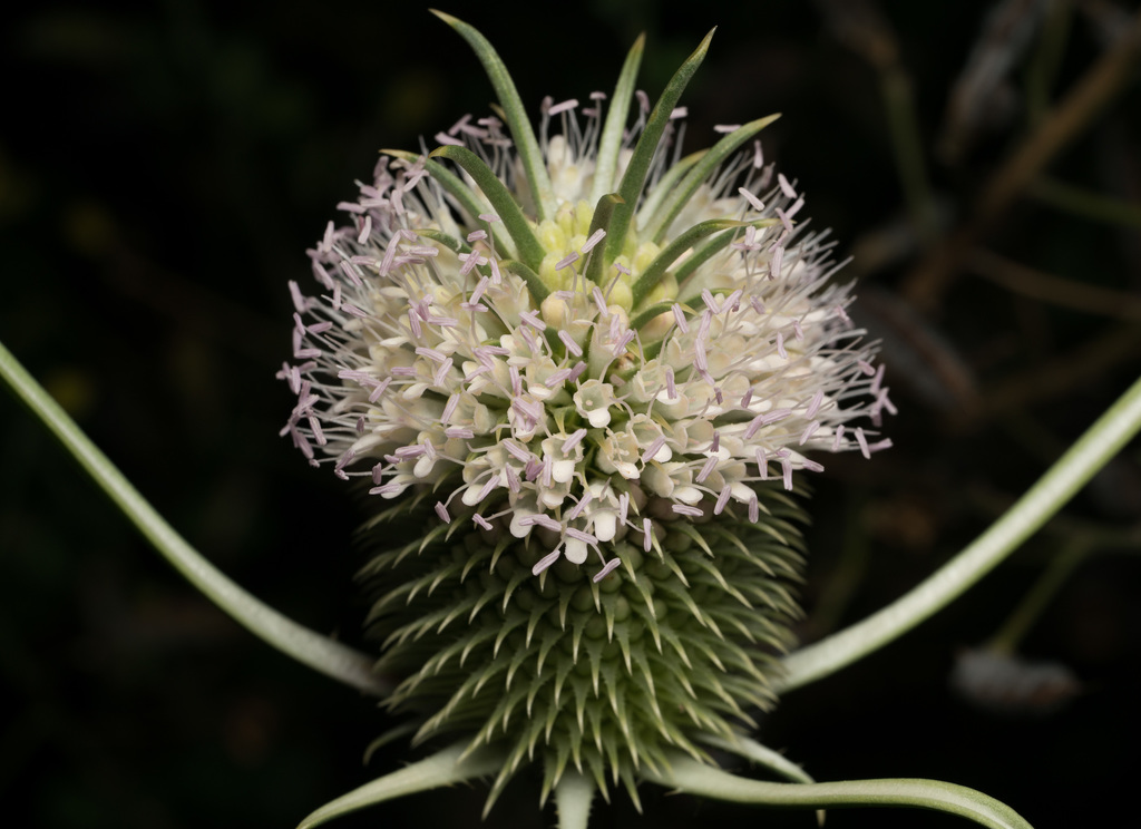 fuller's teasel (Dipsacus sativus) - Botanical Realm